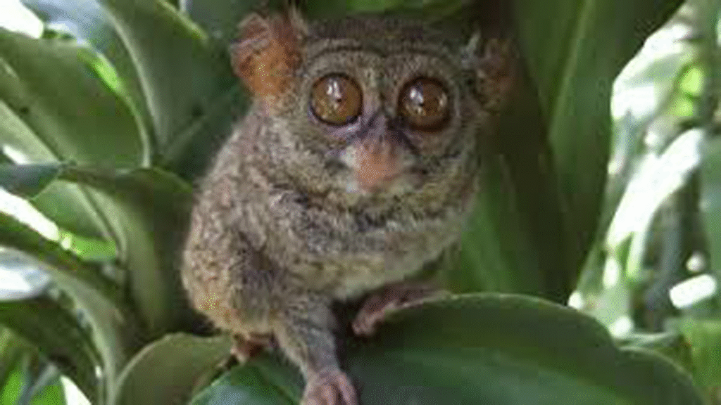 Mengenal Tarsius, Primata Kecil Langka yang Hanya Hidup