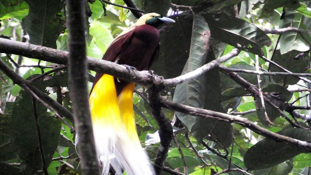 Cendrawasih, Burung Surga yang Kian Terancam
